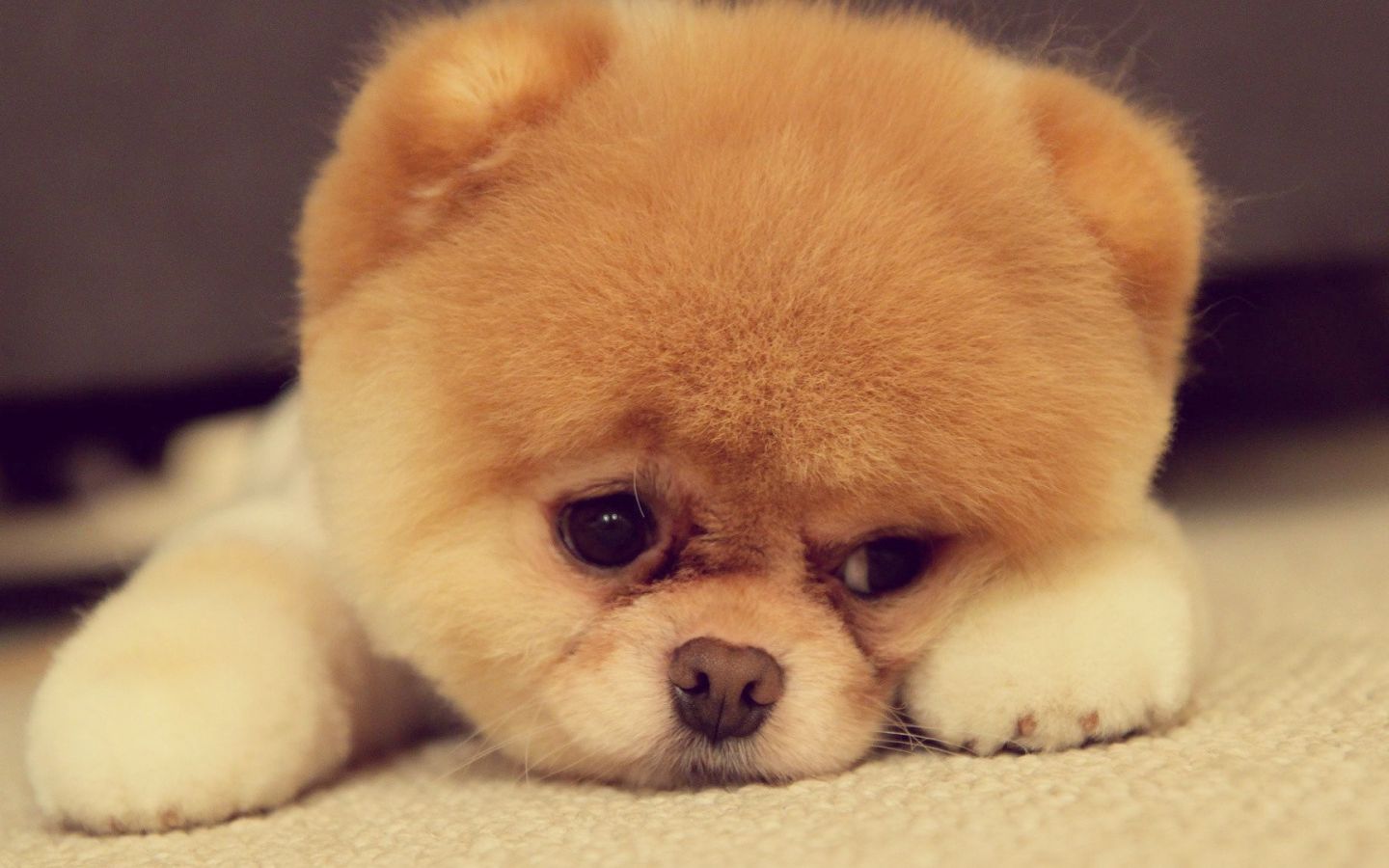 Imagenes de el perro mas bonito del mundo - Imagui